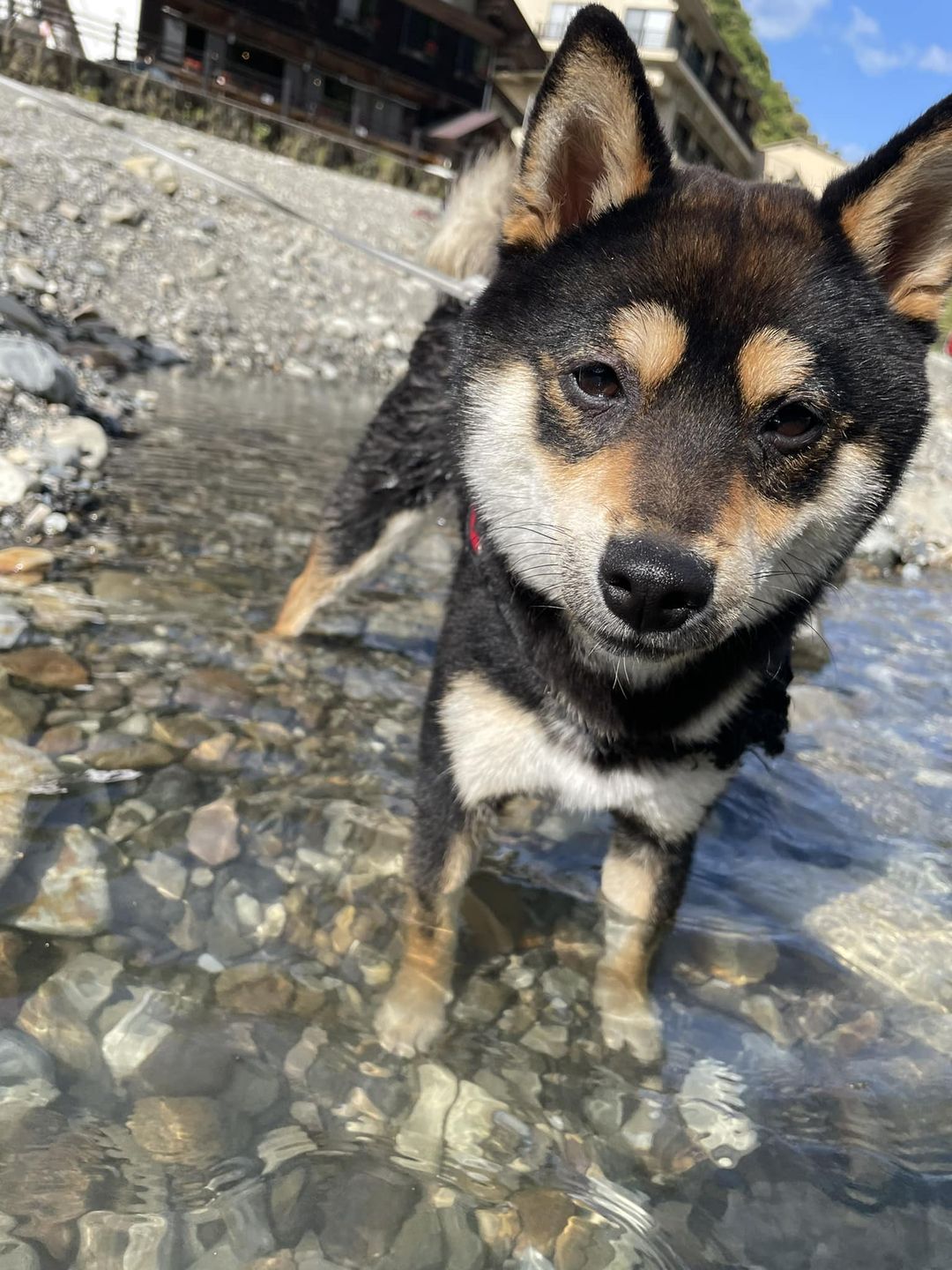 歯茎内治療ラスト - Axis Support