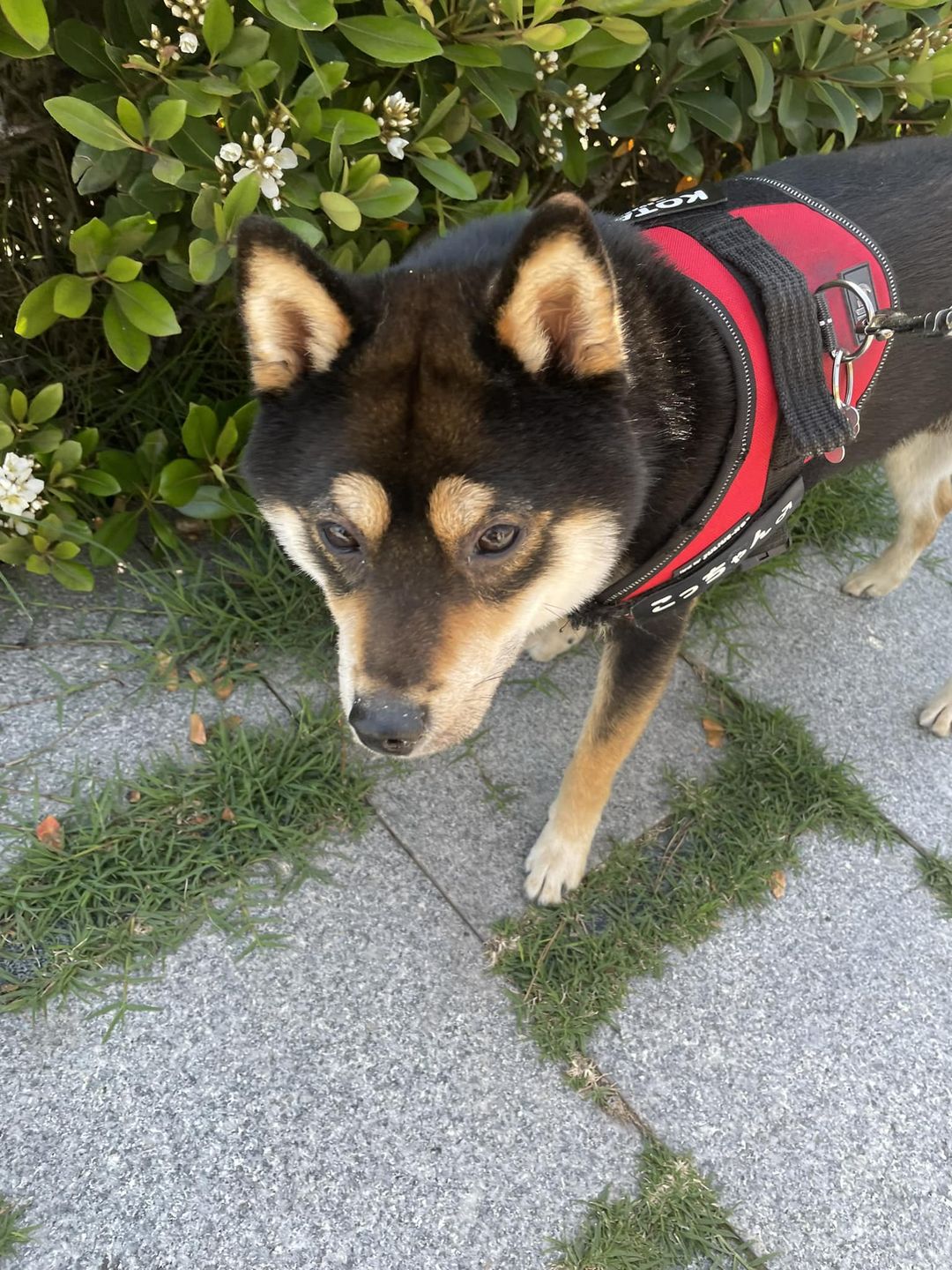 敢えての力みで脱力を作る？ - Axis Support